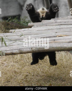 BABY PANDAS Lots of baby pandas play at the Chendu Panda Base in China ...