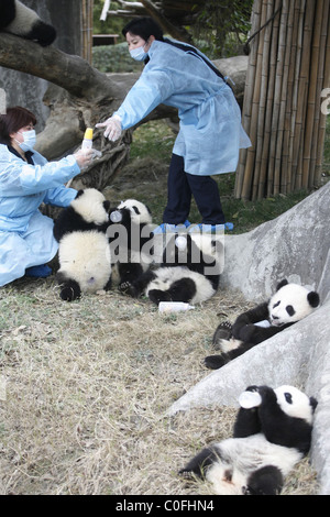 BABY PANDAS Lots of baby pandas play at the Chendu Panda Base in China ...