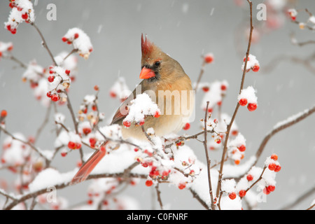 Northern Cardinal female in Bittersweet Stock Photo - Alamy