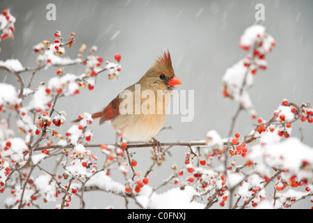 Northern Cardinal female in Bittersweet Stock Photo - Alamy
