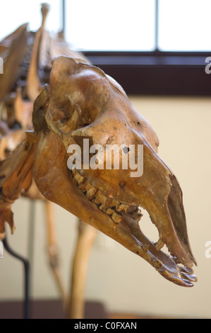 A skull of the dromedary camel (Camelus dromedarius), showing its ...