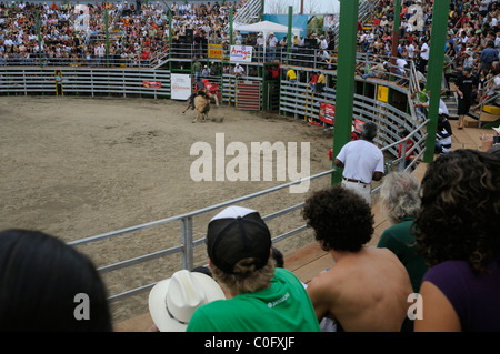 Local rodeo for brave men and bullriding, Cobano Costa Rica Stock Photo ...