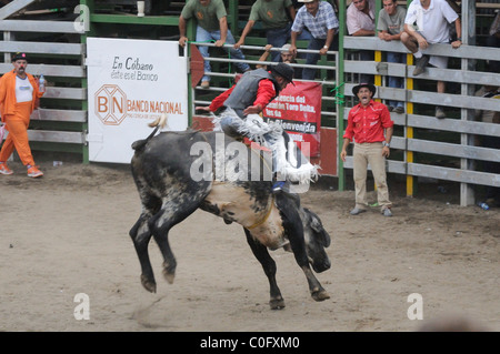 Local rodeo for brave men and bullriding, Cobano Costa Rica Stock Photo ...