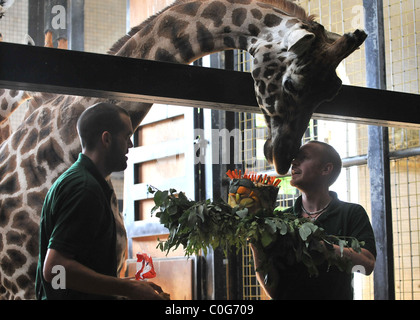 Crackers, London Zoo's oldest giraffe, Crackers celebrates her 30th ...