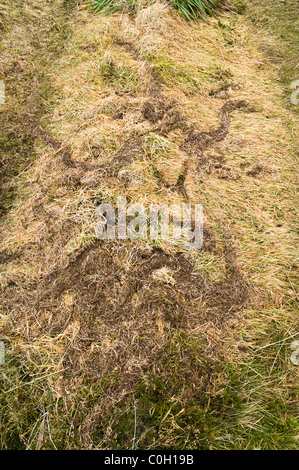 dh Microtus arvalis orcadensis VOLES ORKNEY Dead vole caught killed by ...