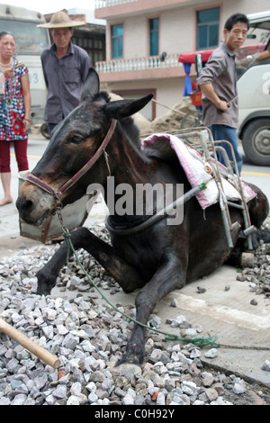WEARY MULE COLLAPSES IN STREET Angry animal lovers shamed a ...