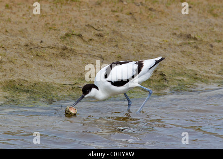 Water bird pied avocet, Recurvirostra avosetta, standing in the water ...