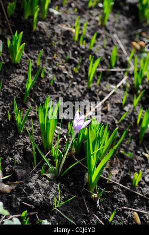 First shoots of spring Stock Photo - Alamy