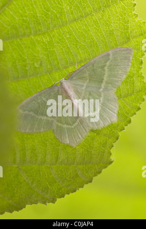 Little emerald moth (Jodis lactearia) from above. British insect in the ...