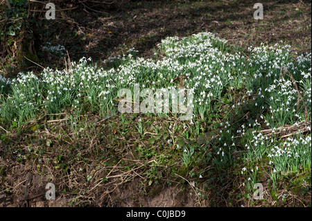 A drift of Snowdrops Stock Photo - Alamy