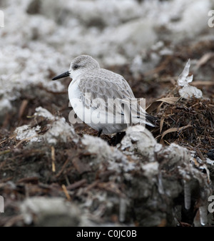 Sanderling (Calidris alba) - winter plumage. Running Stock Photo - Alamy