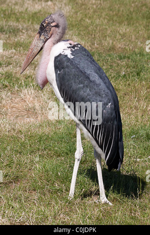 Marabou stork walking Stock Photo - Alamy