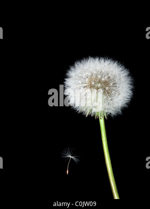Falling dandelion seeds on the black background in full frame Stock ...