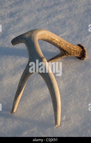 Shed Whitetail Deer Antler on Snow - Minnesota USA Stock Photo - Alamy