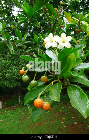 Puakenikeni tree, Lyon Arboretum, Manoa Vally, Honolulu, Hawaii Stock ...