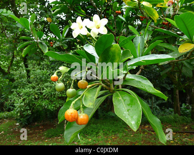 Puakenikeni tree, Lyon Arboretum, Manoa Vally, Honolulu, Hawaii Stock ...