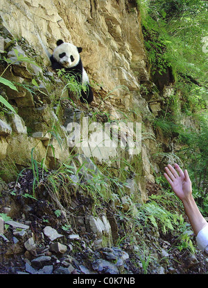 THERAPY FOR PANDA This baby panda is receiving psychological help after ...
