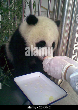 THERAPY FOR PANDA This baby panda is receiving psychological help after ...