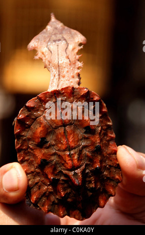 WEIRD TURTLE IS SHELL-SHOCKED This bizarre-looking turtle is shaped ...