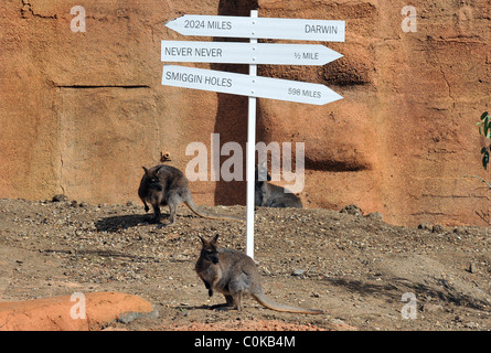 London Zoo's Mappin Terrace, once home to polar bears, is 'heating up ...