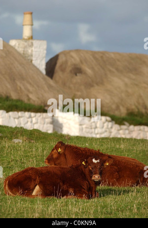 cottage on scottish island of Tiree Stock Photo - Alamy