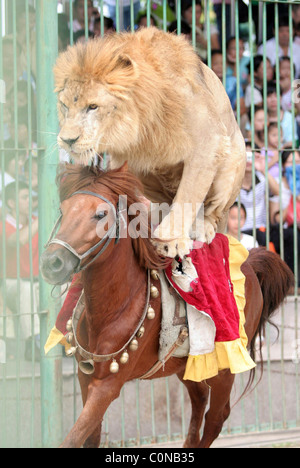 ANIMAL MAGIC These performing beasts wowed the crowds at a circus in ...