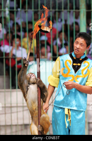 ANIMAL MAGIC These performing beasts wowed the crowds at a circus in ...