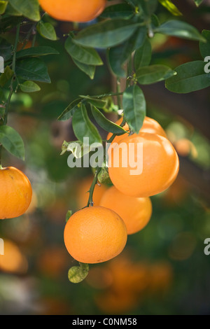 Ripe organic oranges hanging from an orange tree Stock Photo - Alamy