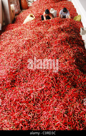 HOT STUFF FOR CHILLI SEASON Don't burn your hands! A peasant in China ...
