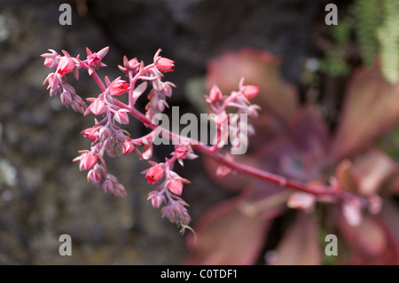 Oreja de burro (Donkey´s ear / Echeveria gibbiflora) with flower Stock ...