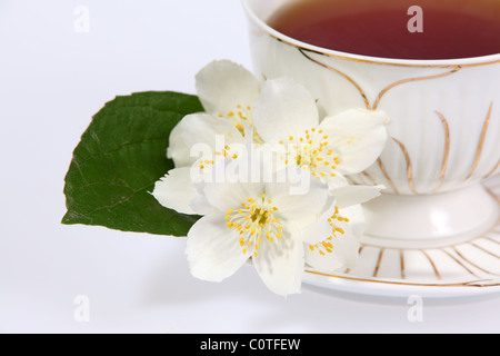 Single fresh tea flower bud, Camellia sinensis, and leaves isolated on ...