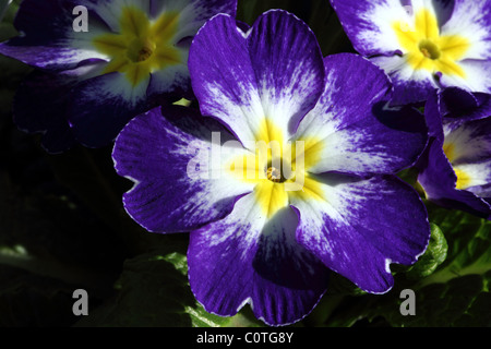 Primrose Primula spp Family Primulaceae variety of spring flower Stock ...