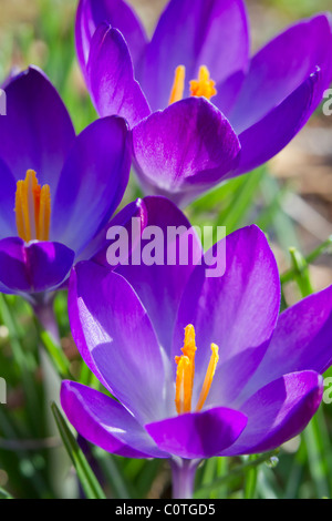 First spring flowers Stock Photo - Alamy