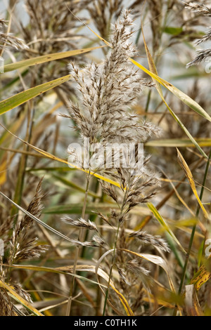 reed grass, common reed (Phragmites communis, Phragmites australis ...