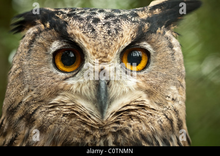dusky eagle owl Stock Photo - Alamy