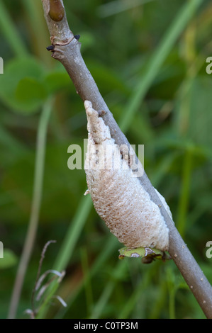 Praying mantis egg case Stock Photo - Alamy