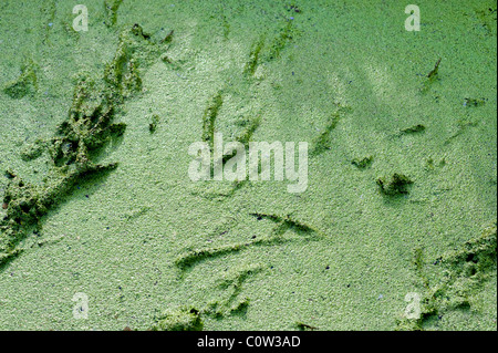 green covered marsh great for background or texture Stock Photo - Alamy