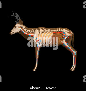 deer anatomy respiratory lungs skeleton transparent body Stock Photo ...