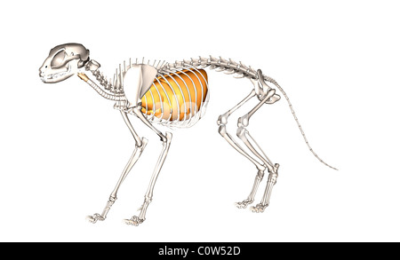 Anatomy of the cat respiratory lungs skeleton Stock Photo - Alamy
