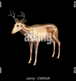 deer anatomy respiratory lungs skeleton transparent body Stock Photo ...