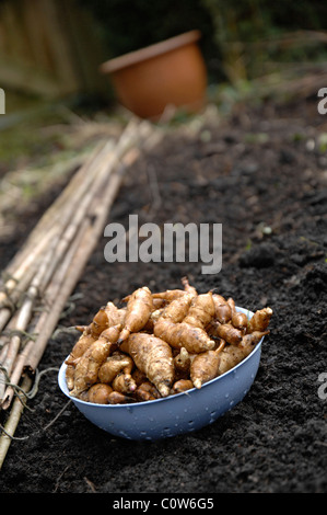 Helianthus tuberosus 'Fuseau'. Jerusalem artichokes black and white ...