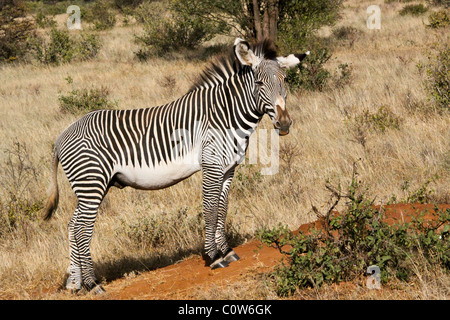 Zebra, Samburu National Reserve, Kenya, Africa Stock Photo - Alamy