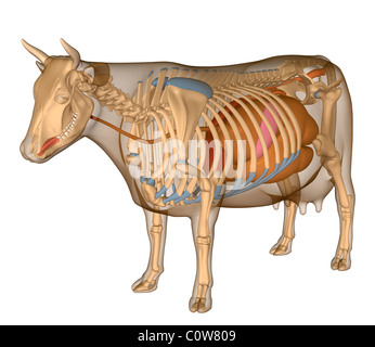 Cow's stomach, anatomical illustration Stock Photo - Alamy