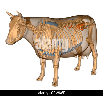 Anatomy of the cow reproduction Stock Photo - Alamy