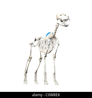 Dog Skeleton - Canis Lupus Familiaris Anatomy - perspective view Stock ...