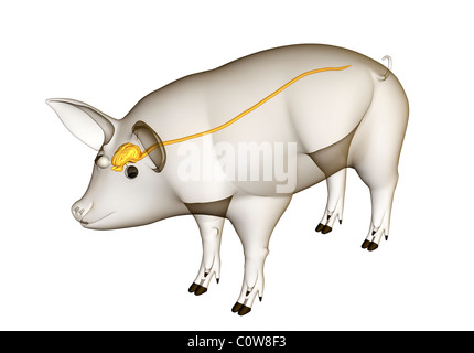 anatomy brain nerves Stock Photo - Alamy