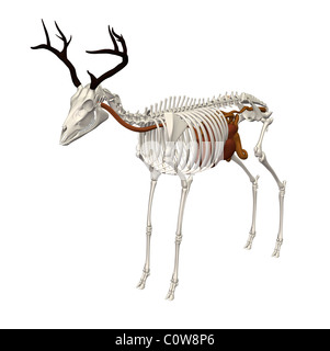 deer anatomy digestion stomach transparent body Stock Photo - Alamy
