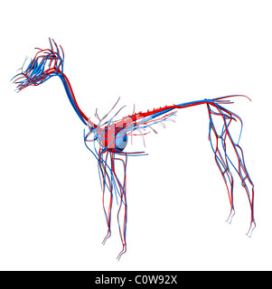 horse anatomy heart circulation Stock Photo - Alamy