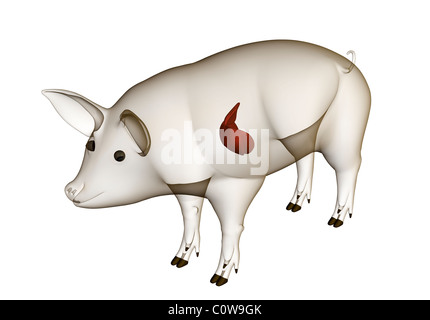 The liver and the gallbladder Stock Photo - Alamy