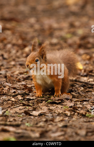 Red Squirrel at Alverstone Mead Nature Reserve, Sandown Isle of Wight ...